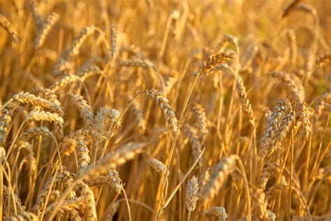 안 팔리는 국산 밀 보관비만 34억