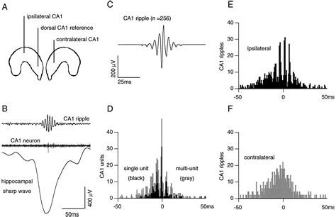 High Frequency Oscillations In The Output Networks Of The Hippocampal