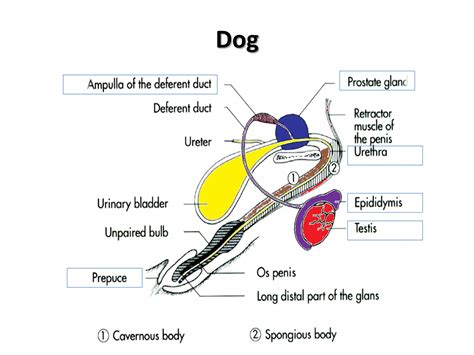 Veterinary Anatomy Of Male And Female Genital System Lectures Together And Specie Difference