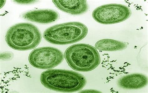 What Is Bacteria Geneflux Biosciences
