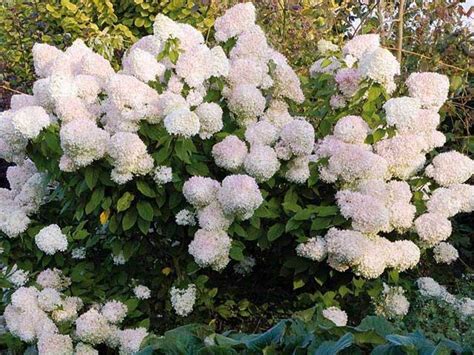 Гортензия ангел бланш описание - фото