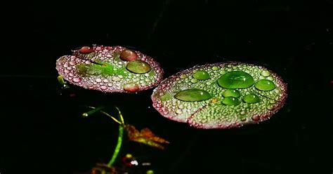 [포토친구] 풀잎에 맺힌 영롱한 물방울