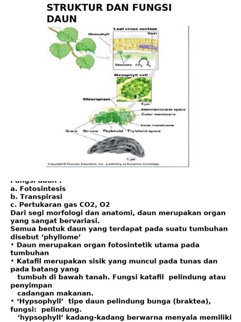 Struktur Daun Pdf