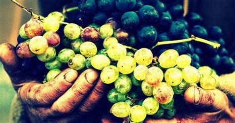 კობა და კოტე მცირე ამბავი ზარმაც და გამრჯე მევენახეებზე