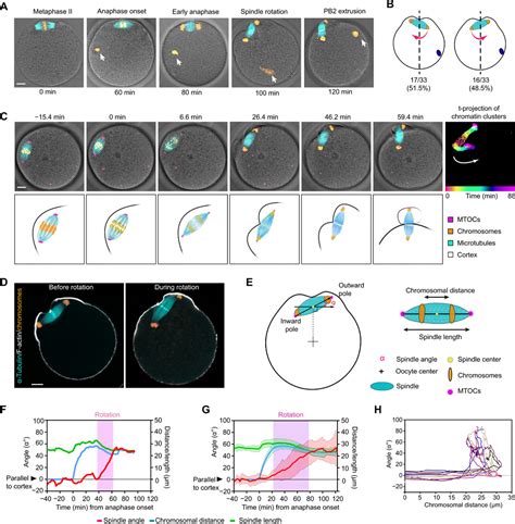 Meiotic Spindle Melatonin Ameliorates The Advanced Maternal