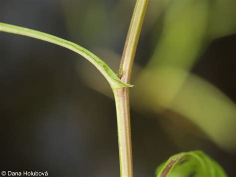 Rorippa Palustris • Floraveg Eu