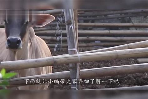 越南美女嫁到中国3年，竟不愿回娘家？原因让人哭笑不得！美女中国越南