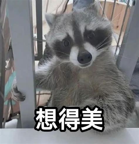 小浣熊表情傲娇，配文“想得美”，尽显可爱又诙谐 浣熊表情包 猫咪 就咪表情包图片动图 求表情网 斗图从此不求人