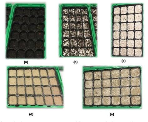 Figure 1 From The Influence Of Substrate Types And Bio Phyto Modulators On Spruce Seed