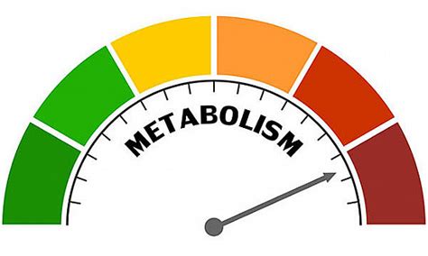 Surprising Findings About Metabolism And Age Harvard Health