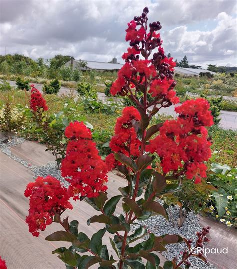 Lagerstroemia Indica Dynamite Lilas Des Indes Rouge
