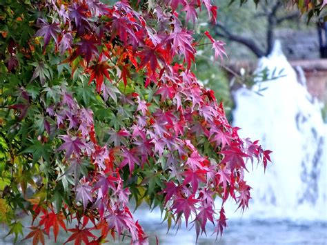 ひとしゃん on Twitter RT oinagoya 久屋大通庭園フラリエの紅葉が見頃を迎えているよ
