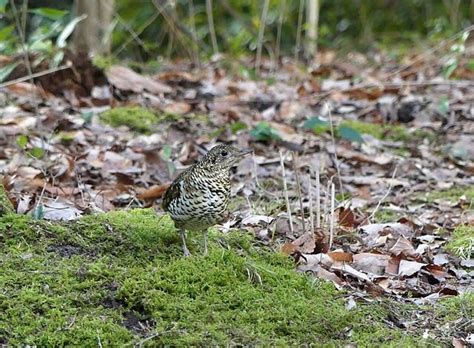 山田池公園 トラツグミルリビタキミコアイサ等 ケチャップ姉さん探鳥記4