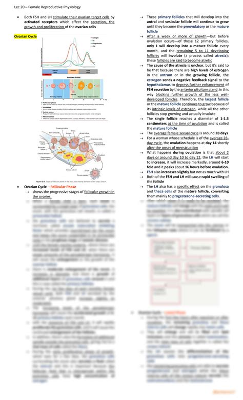 SOLUTION Copy Of Lec Female Reproductive Physiology Studypool