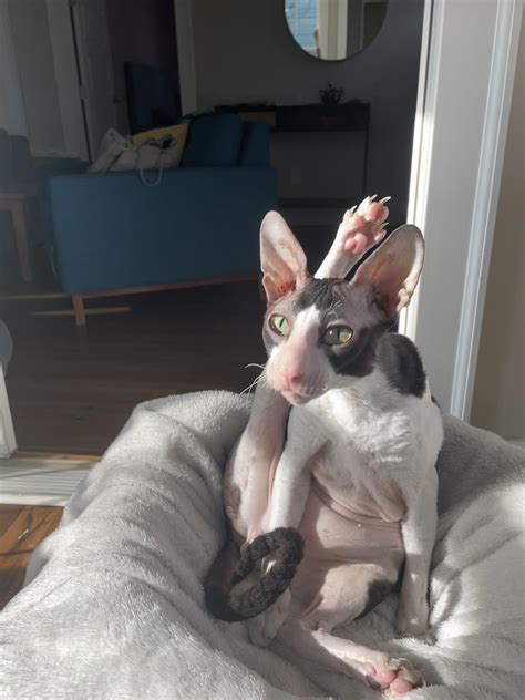 Mi Gato Tiene Una Pregunta Rkittyhasaquestion