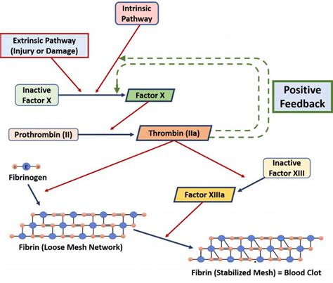 Pin On Homeostasis