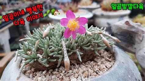 🏡🌱행복한 다육 쉼터에서 쉬어 가세요~☘ Youtube