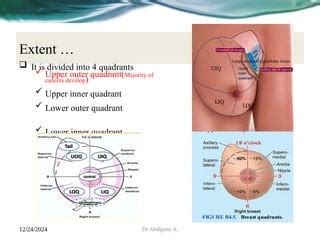 Breast Anatomy And Physiology Final Abd Pptx