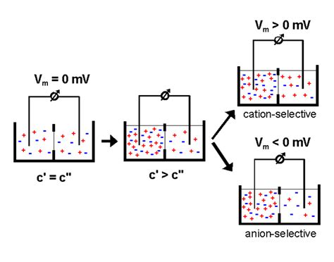 Setup For Quantitative Determination Of Ion Selectivity Download Scientific Diagram