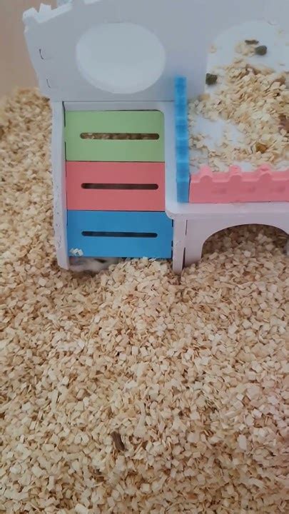 햄스터 일상 햄스터일상 Hamster Souds Youtube