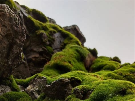 Mengenal Fase Tumbuhan Lumut Yang Sehari Hari Tampak Berwarna Hijau