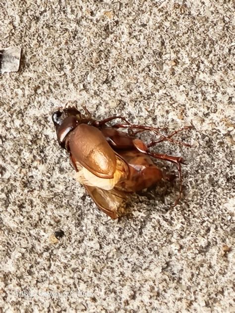 Is This A Roach Or A Beetle Rbeetles