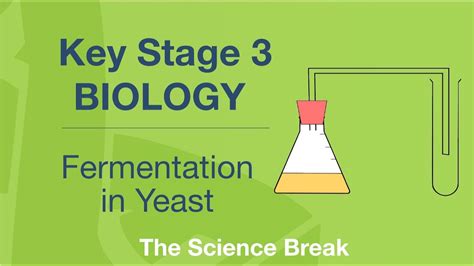 Yeast Fermentation