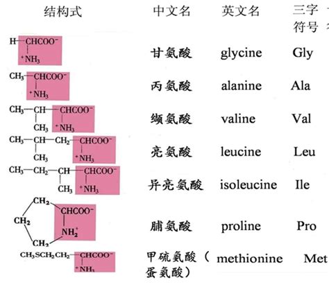 生物化学第1章蛋白质的结构与功能（一） 哔哩哔哩