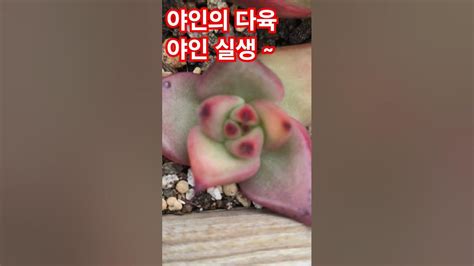 행복 가득한 성탄절 되세요 ~ 이찬원 파종이 실생 다육 다유기 다육이 다육식물 반려식물 다육판매 다육이판매