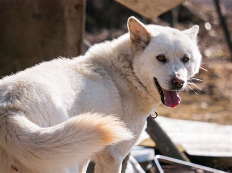 진돗개 입양 방법 및 입양 시 주의점 알아보기 비마이펫 라이프