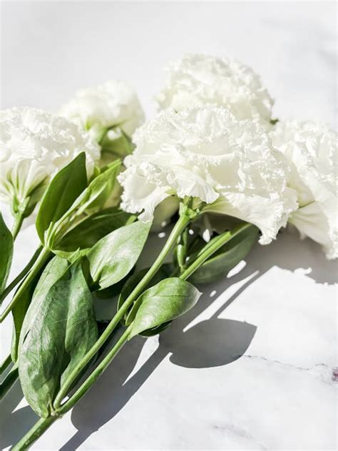 대리석 표면 위의 밝은 흰색 카네이션 · 무료 스톡 사진