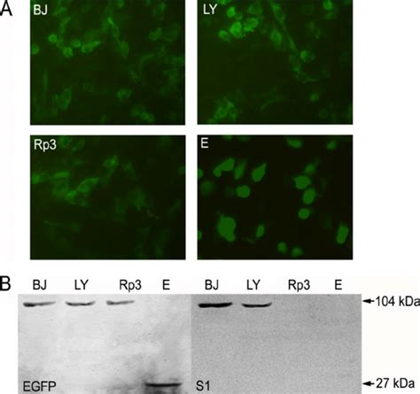A Expression Of Egfp S1 Fusion Proteins In Bhk 21 Cells B Western Download Scientific