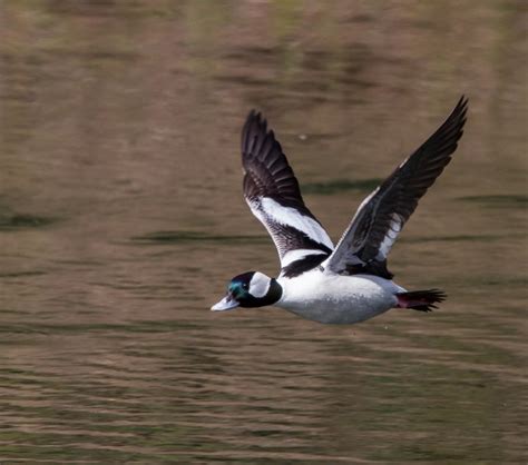 Ducks Of Central Oregon — Deschutes Land Trust