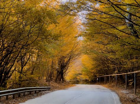 საბადურის შემოდგომის ტყე Kalaki Ge ს ფოტოგრაფის ობიექტივში Kalaki Ge
