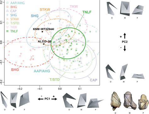 Principal Component Analysis On Procrustes Coordinates Of 7 Landmarks