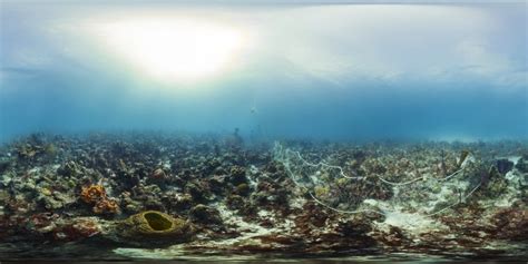 Unhealthy Coral Reefs More Acidic Ocean Hurts Reef Algae As Well As