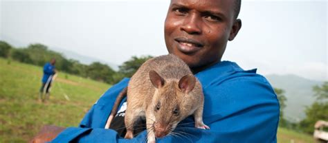 The Gambian Pouched Rat Critter Science