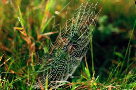 Page 2 Spiderweb15 Images Free Download On Freepik