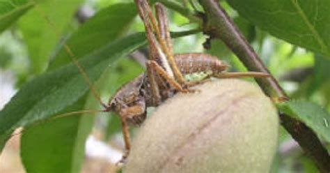 영동 갈색여치 출현 과수농가 비상