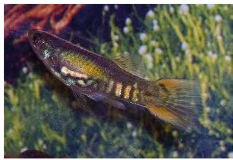 Pdf Deciphering The Galaxy Guppy Phenotype