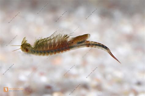 Chirocephalus Shadini Bild Bestellen Naturbilder Bei Wildlife Media