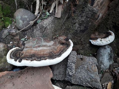 Closeup Of The Ganoderma Applanatum Fungus Or Bracket Fungus That Lives Attached To A Former