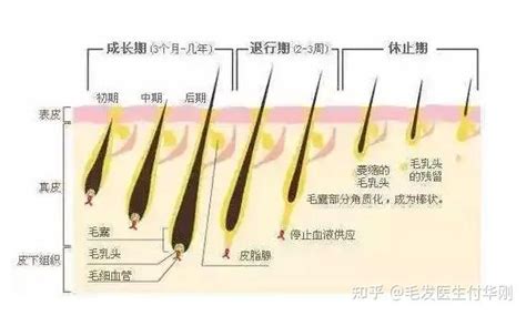 怎样激活毛囊长出新发？让发量翻倍 知乎