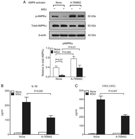 Amp Activated Protein Kinase Suppresses Urate Crystal Induced Inflammation And Transduces