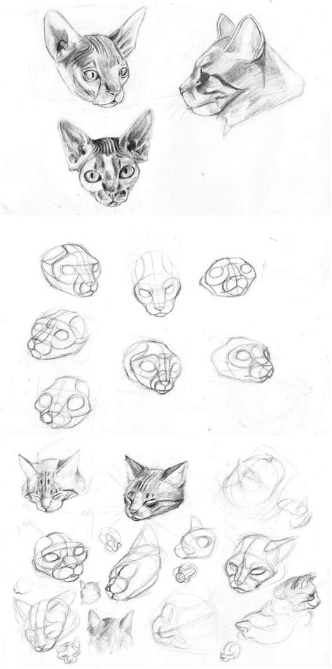 Cat S Head Studio By Sofmer On DeviantArt Cat Anatomy Cat Drawing