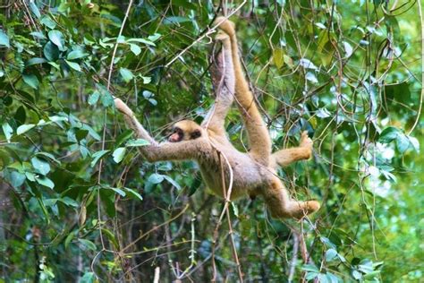 Northern Muriqui Alchetron The Free Social Encyclopedia