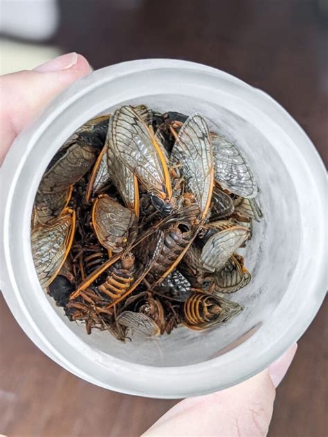 Learn How To Preserve Insects In Resin Using Brood X Cicadas