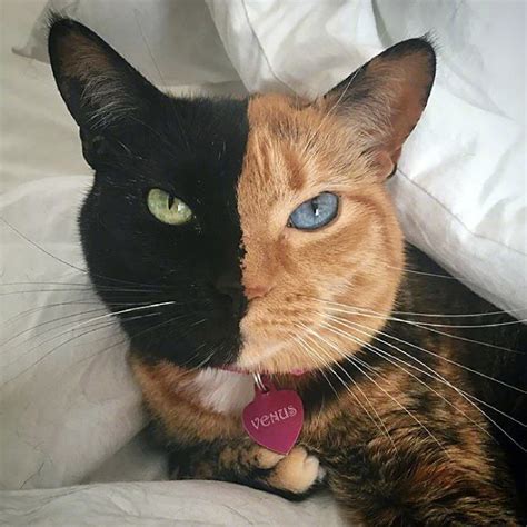 一只双面异瞳猫，感觉有点酷 猫 新浪新闻