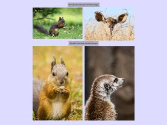 JavaScript Check If Image Is Portrait Or Landscape CodeHim