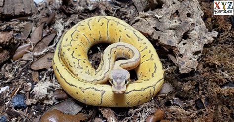Why Are Ball Pythons Such Popular Pet Snakes Xyzreptiles